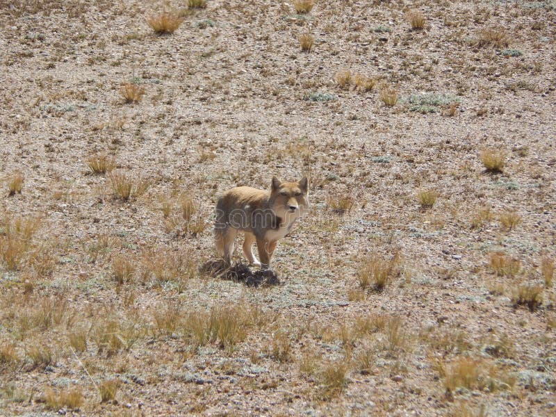 Ferrilata Do Vulpes De Tibet Foto de Stock - Imagem de tibete, tibetano ...