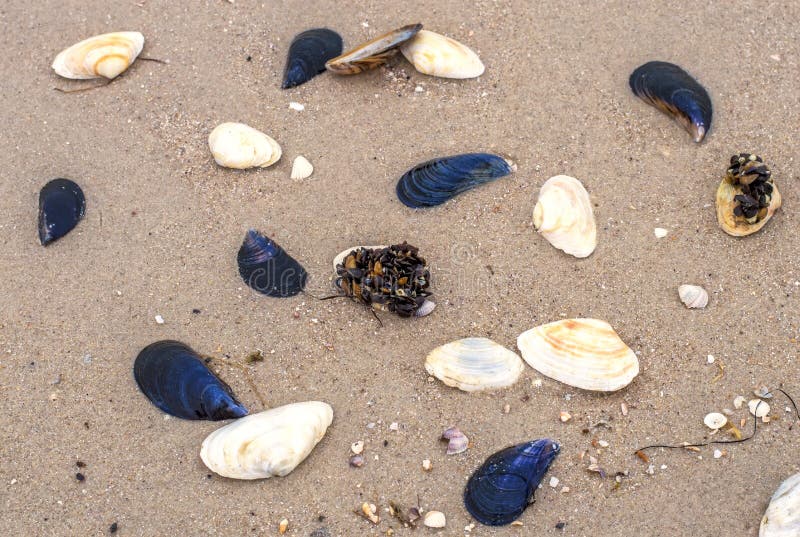 Ferrous and White Shells on Sand Sea Coast, Shellfish Stock Image ...