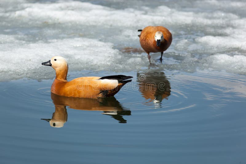 Shelduck Rubicundo (ferruginea Del Tadorna) Imagen de archivo - Imagen ...