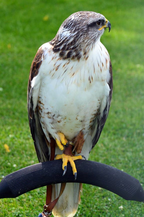 Ferruginous Buzzard stock photo. Image of tailed, heraldic - 61071804