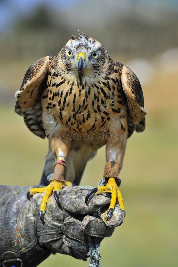 Ferruginous Buzzard stock image. Image of gaze, daylight - 30503901