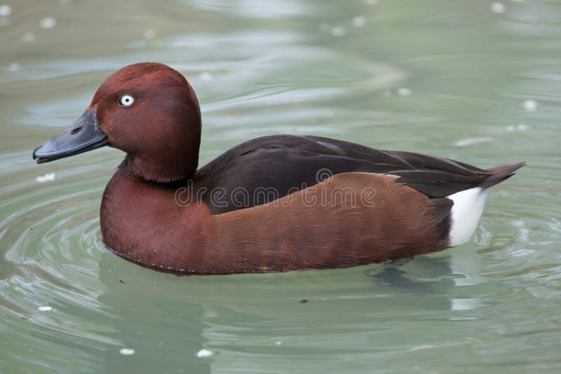 Ferruginous Duck Aythya Nyroca Stock Photo - Image of animal, anatidae ...