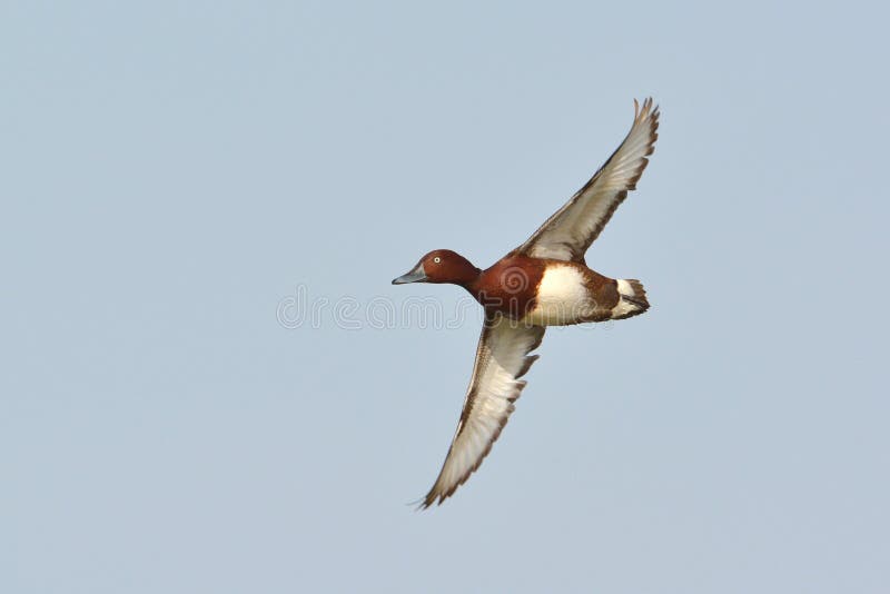 Ferruginous Duck (Aythya Nyroca) Stock Photo - Image of aythyinae ...
