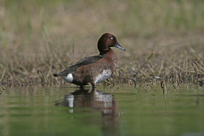 Ferruginous Duck, Aythya Nyroca Stock Photo - Image of european, nyroca ...