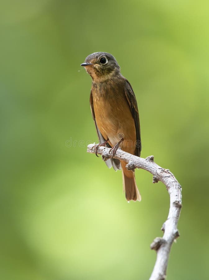 Ferruginous flycatcher stock image. Image of habitat - 186446755