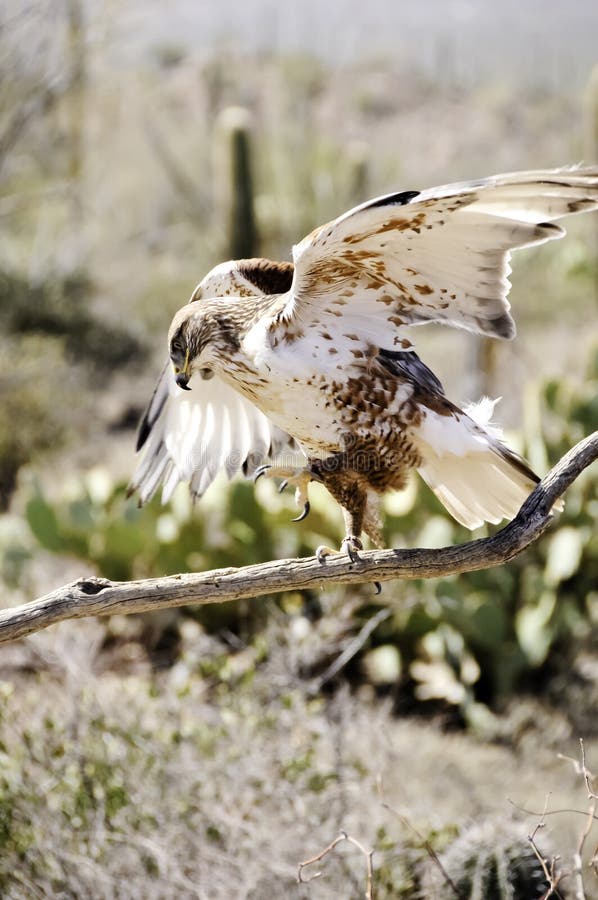 Ferruginous Hawk stock image. Image of birds, prey, perched - 19273713