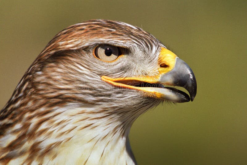 Ferruginous Hawk stock photo. Image of carnivorous, bill - 9219514