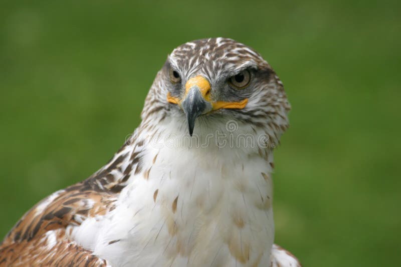 Ferruginous Hawk stock image. Image of regalis, plumage - 935557