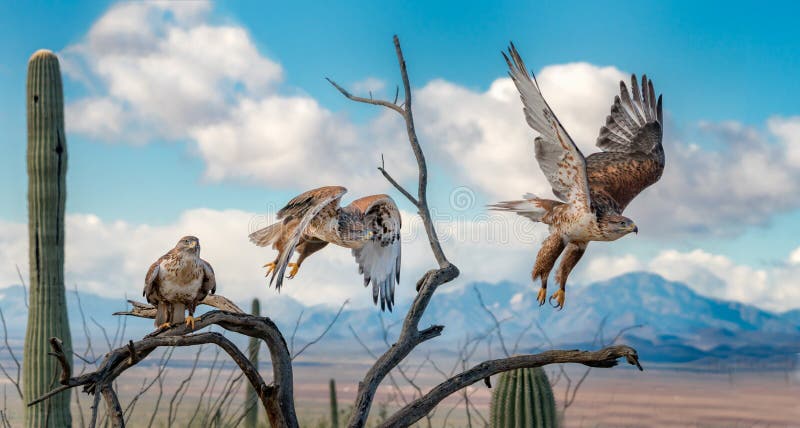 Ferruginous Hawk on Branch in Sonoran Desert Flying Sequence Stock ...