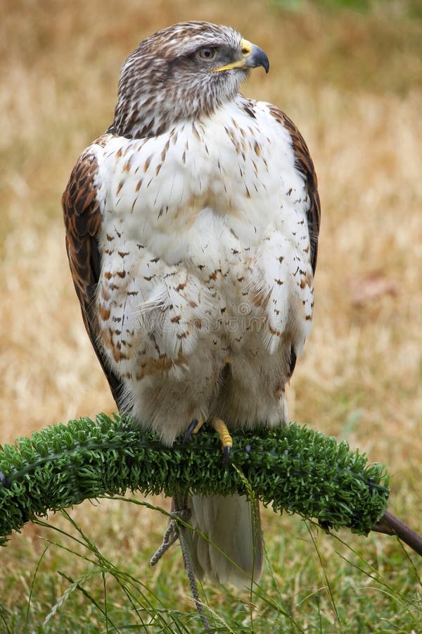 Ferruginous Hawk Brown Feathers Stock Photo - Image of white, exotic ...