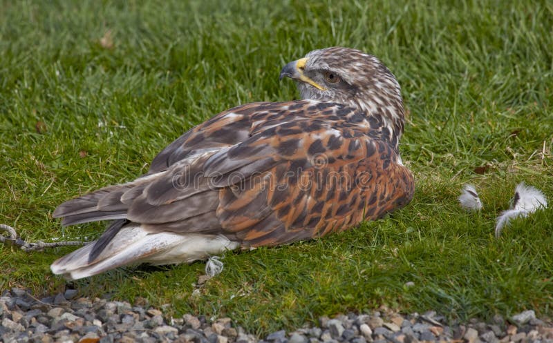 Ferruginous Hawk Brown Feathers Stock Photo - Image of colorful ...