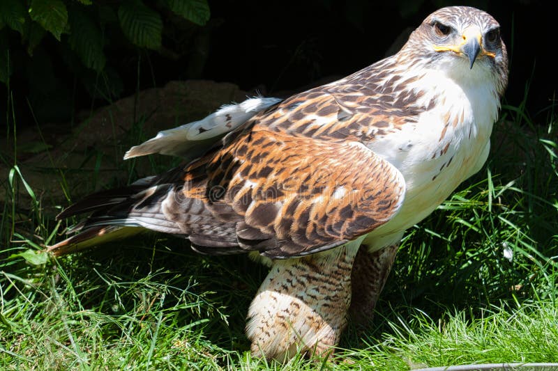 Ferruginous Hawk Buteo Regalis Stock Photo - Image of bird, north ...