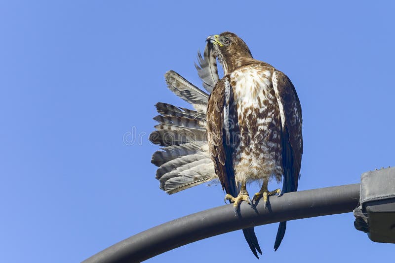 Ferruginous Hawk, Don Edwards Nwr, Ca Stock Photo - Image of colorful ...