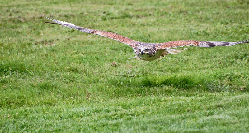 Ferruginous hawk in flight stock image. Image of hawks - 58363121