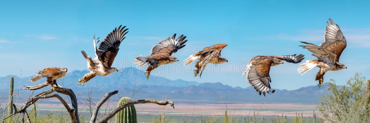 178 Bird Flying Sequence Stock Photos - Free & Royalty-Free Stock ...