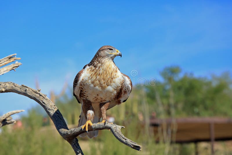 Ferruginous Hawk on a Perch Stock Image - Image of wild, ferruginous ...