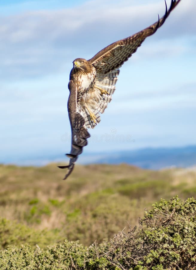 Ferruginous Hawk in Point Reyes, California Stock Photo - Image of ...