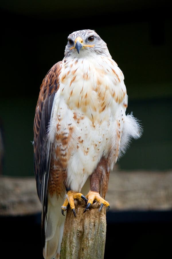 Ferruginous Hawk Portrait stock photo. Image of raptor - 26969358