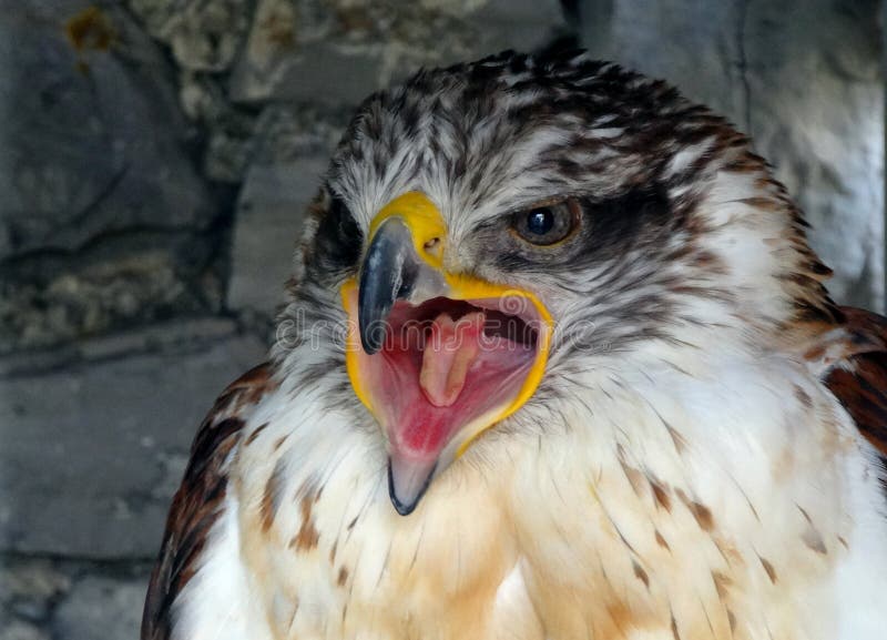 Ferruginous hawk screaming stock photo. Image of wildlife - 86121290