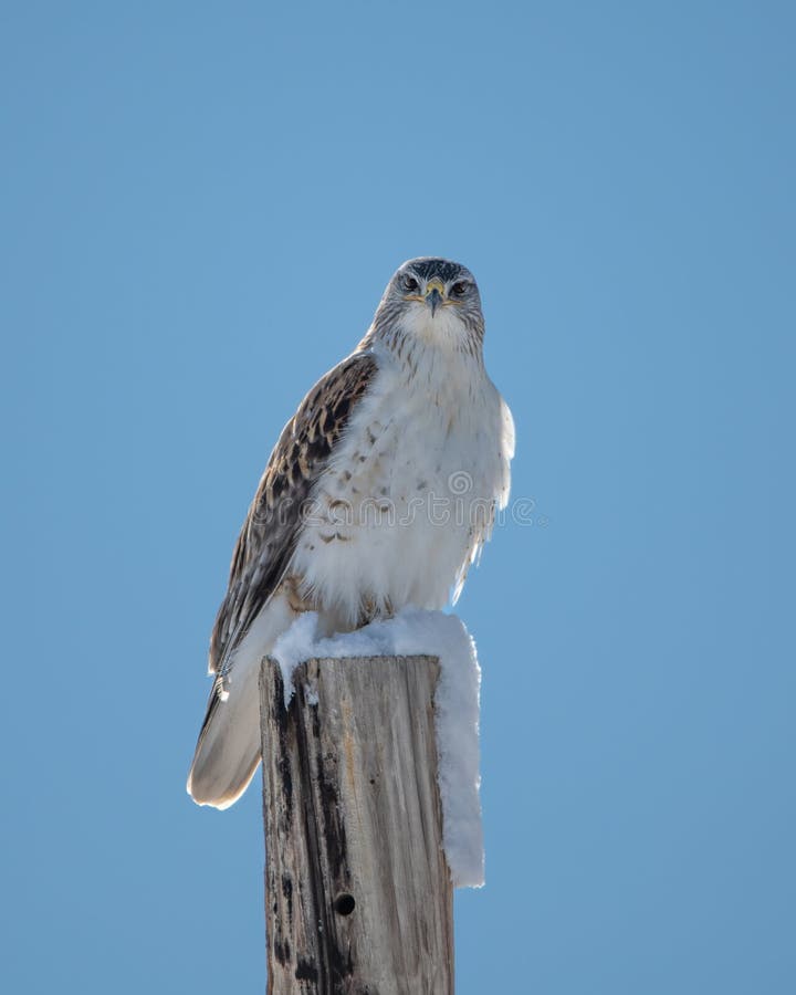 Ferruginous Hawk Sitting on a Snow Covered Pole Stock Photo - Image of ...