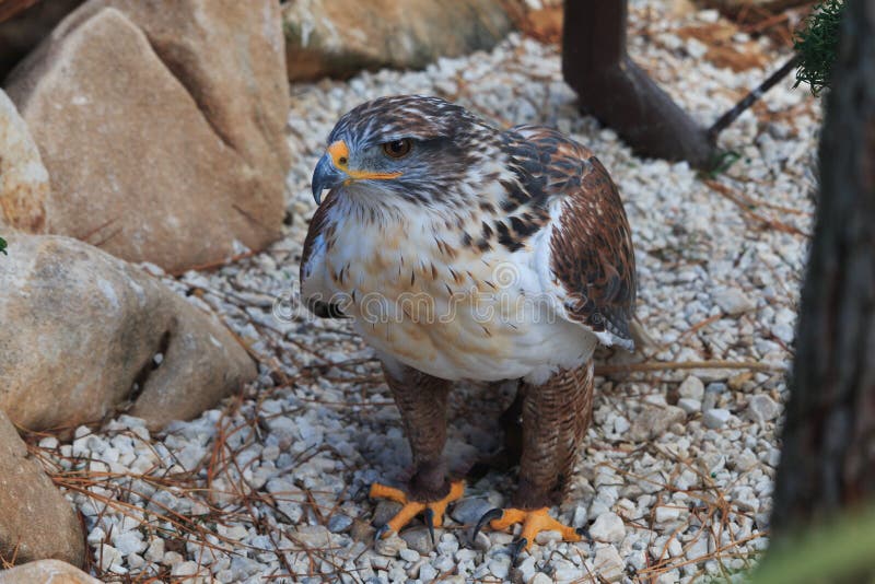 The Ferruginous Hawk Stands on Gravel Full Body Stock Photo - Image of ...