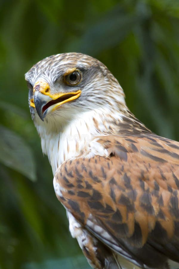 Ferruginous Hawk Isolated stock photo. Image of wild - 12526638