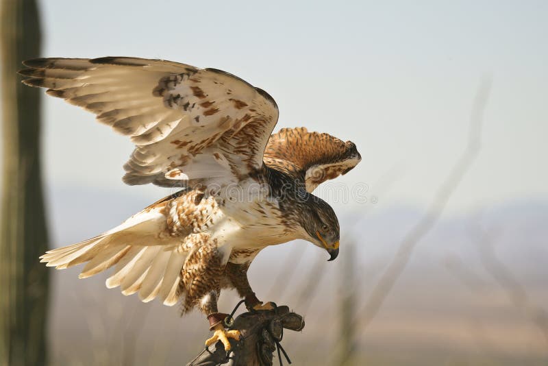 Ferruginous Hawk Taking Off Stock Image - Image of alert, birds: 16688699