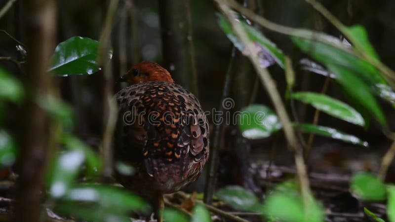 Ferruginous Partridge stock video. Video of bird, ferruginous - 261331661