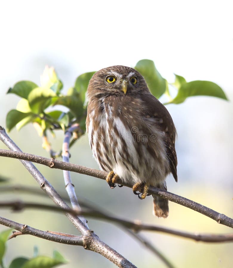 Ferruginous Pygmy-Owl, Aegolius Ridgwayi Stock Photo - Image of ...
