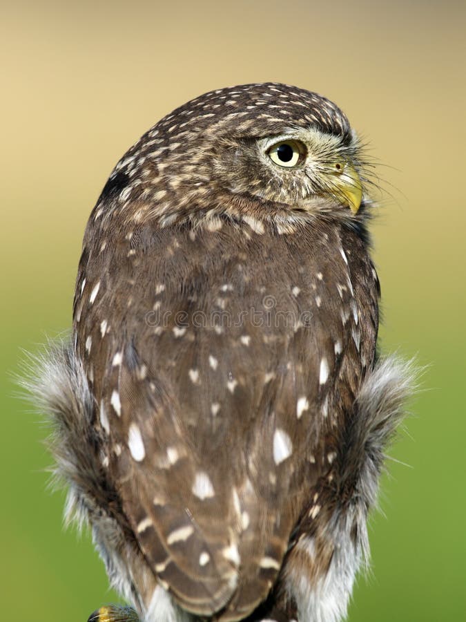 Ferruginous pygmy owl stock photo. Image of ferruginous - 62640876