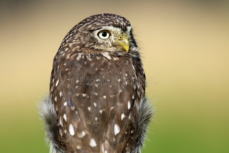 Ferruginous pygmy owl stock photo. Image of cute, green - 62641366