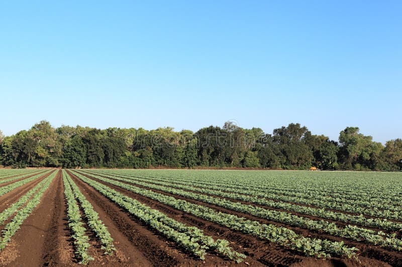 Fertile Agricultural Land stock image. Image of planting - 26698699