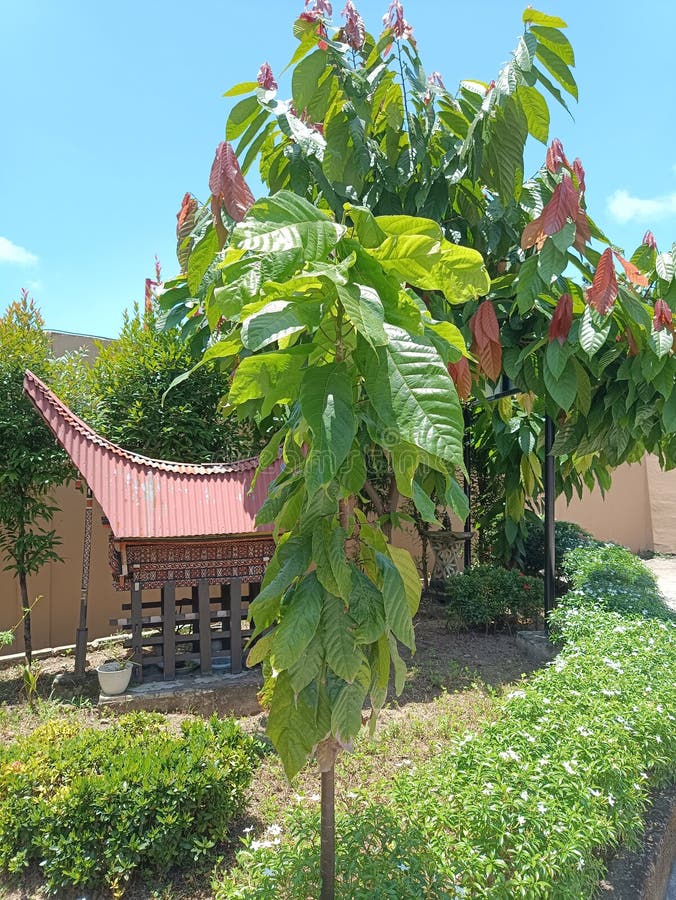 Fertile cocoa seedlings stock image. Image of cocoa - 272031775