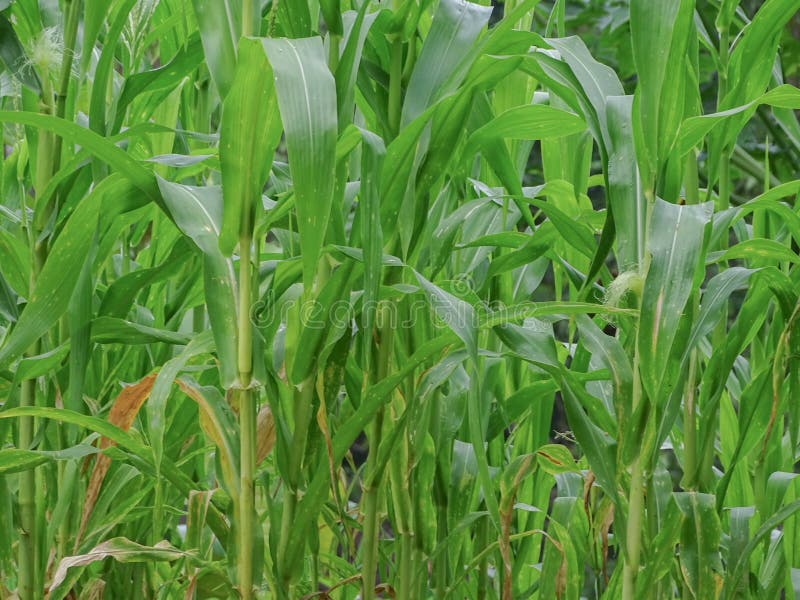 The Fertile Corn Tree is in Bloom Stock Image - Image of flower, soil ...