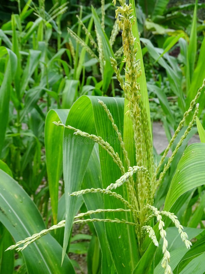 The Fertile Corn Tree is in Bloom Stock Image - Image of crop, grass ...