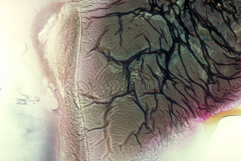 Fertile Delta Picture. Image: 44817