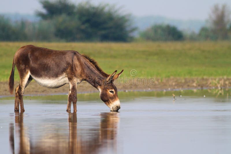 Fertile Donkey Drinking Water Stock Image - Image of mammal, head: 85065815