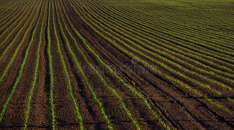 Fertile Field, Crops, Arable Land Stock Photo - Image of horizon, crops ...