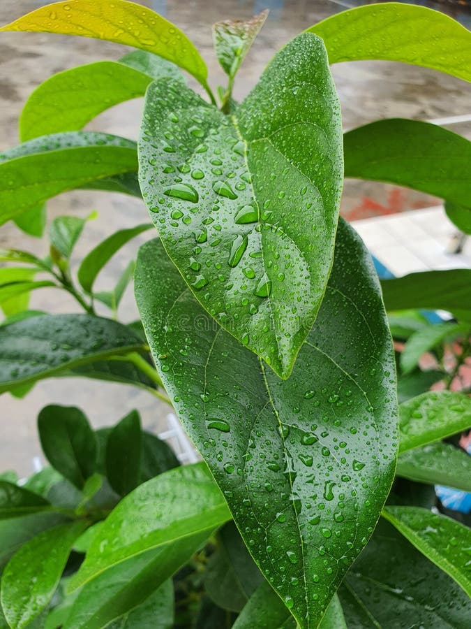 Fertile green vegetation stock photo. Image of grasses - 2986224