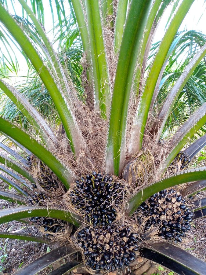A Fertile Oil Palm Tree on a Farm Stock Photo - Image of fertile, tree ...