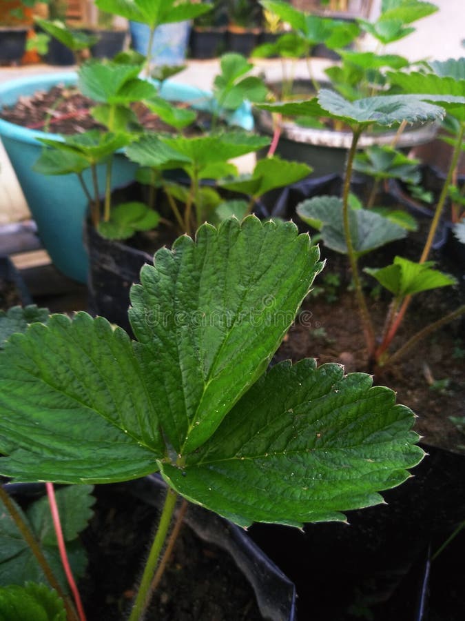 Fertile One Month Old Strawberry Garden Stock Photo - Image of fertile ...