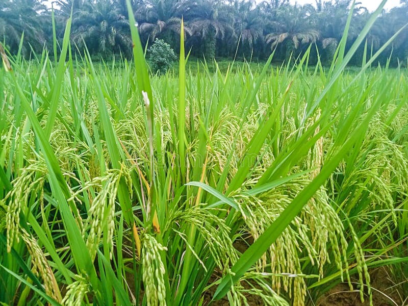 Fertile Organic Rice Plants Stock Photo - Image of fertile, organic ...