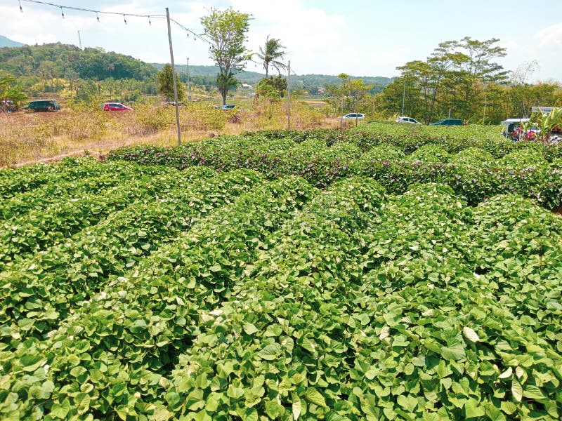 Fertile Palawija Fields in the Hills Where the Air is Cool Stock Image ...