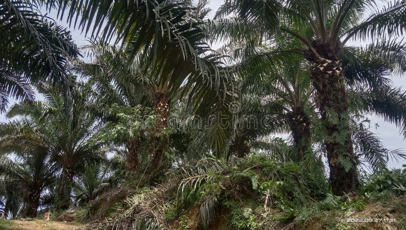 Fertile palm trees stock image. Image of food, spruce - 292290369