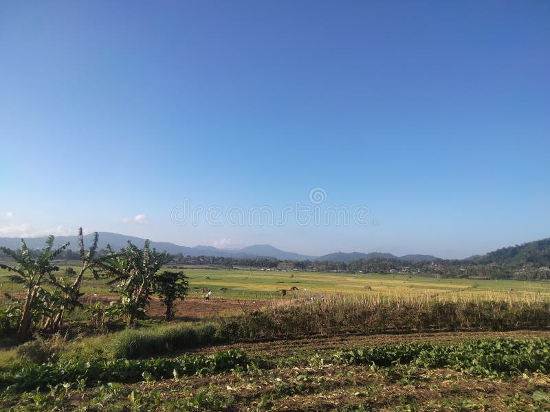 Beautiful Rice Fields at the Foot of a Sloping Mountain Stock Image ...