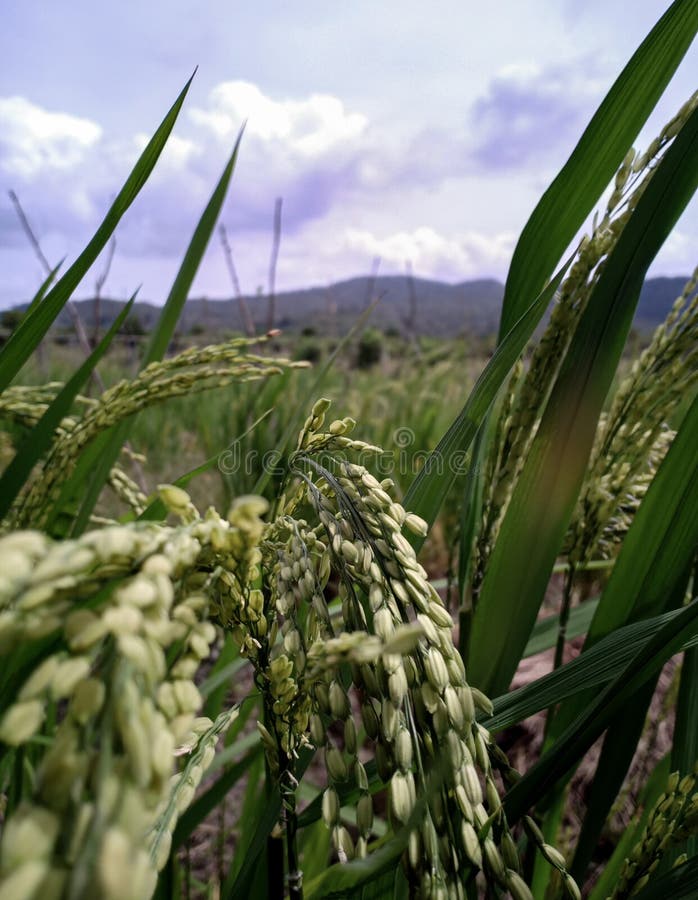 Fertile rice plants stock photo. Image of grass, prairie - 264937910