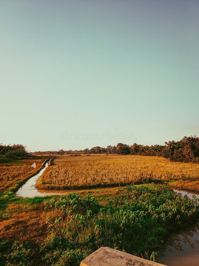 Fertile Rice Under the Beautiful Clear Sky Stock Photo - Image of plain ...