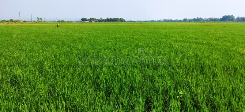 Fertile Rural Rice field stock image. Image of fertile - 330679085