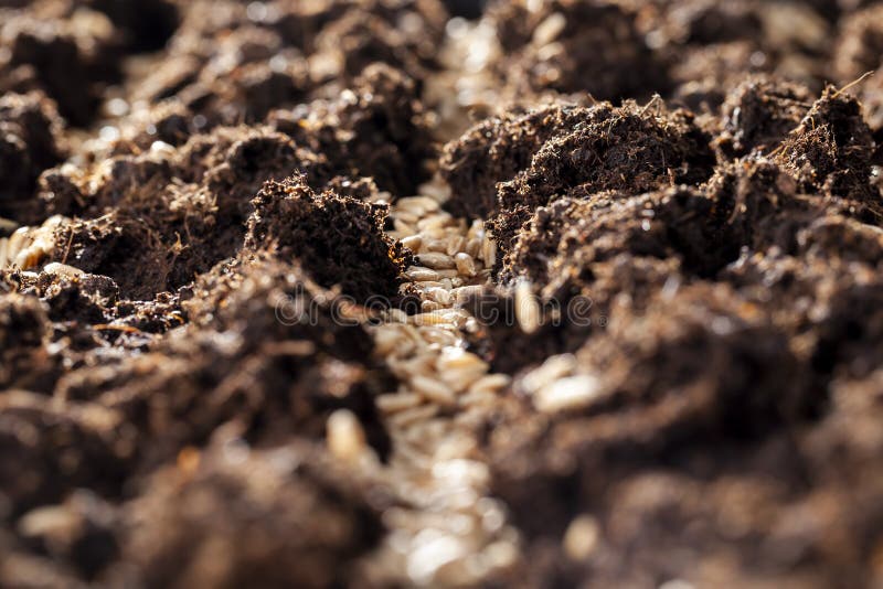 Fertile Soil in Which Wheat Seeds are Planted Stock Photo - Image of ...