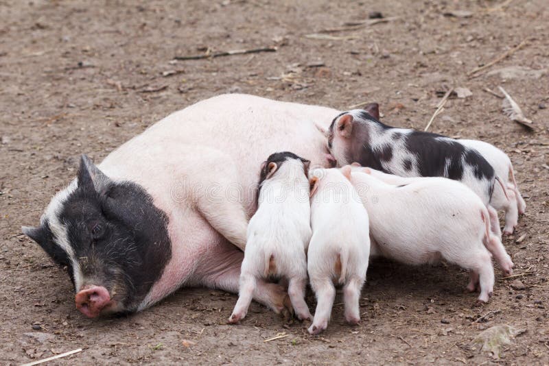 Fertile sow and piglets stock image. Image of udder, pork - 97764033